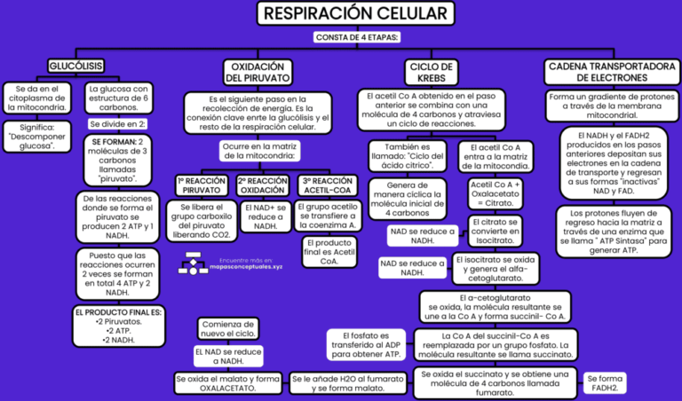 Mapas conceptuales de la Respiración Celular 【Descargar】