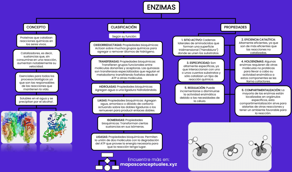 Mapas conceptuales de las Enzimas 【Descargar】