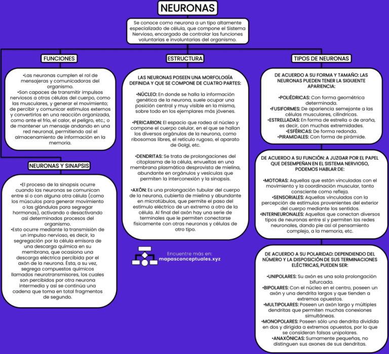 Mapas conceptuales de las Neuronas 【Descargar】