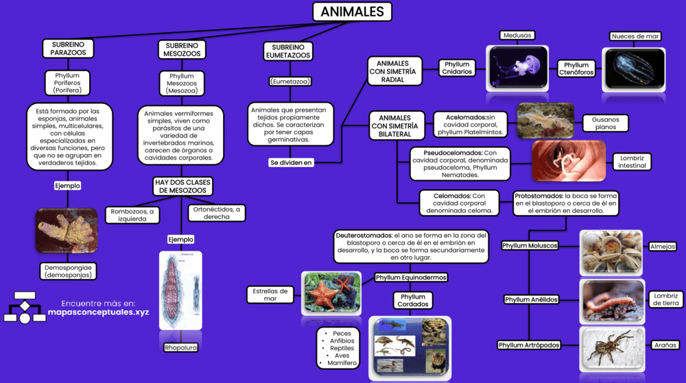 Mapas conceptuales de los Animales 【Descargar】