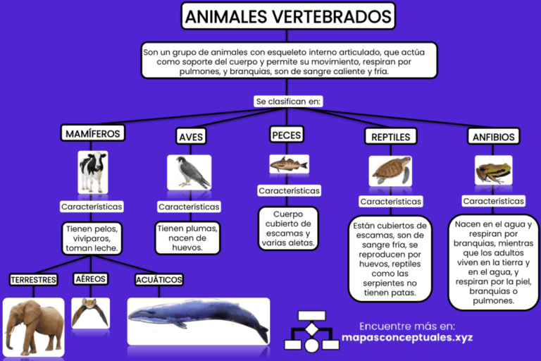 Mapas conceptuales Animales Vertebrados 【Descargar】