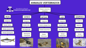 Mapas conceptuales Animales Vertebrados 【Descargar】
