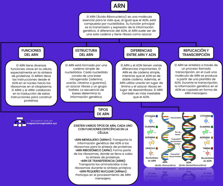 Mapas conceptuales del ARN 【Descargar】