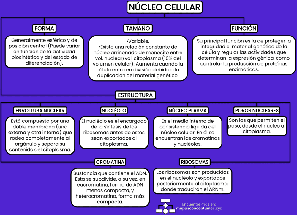 Mapas conceptuales del Núcleo Celular 【Descargar】