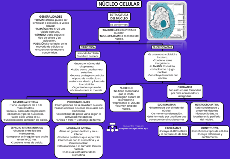 Mapas conceptuales del Núcleo Celular 【Descargar】